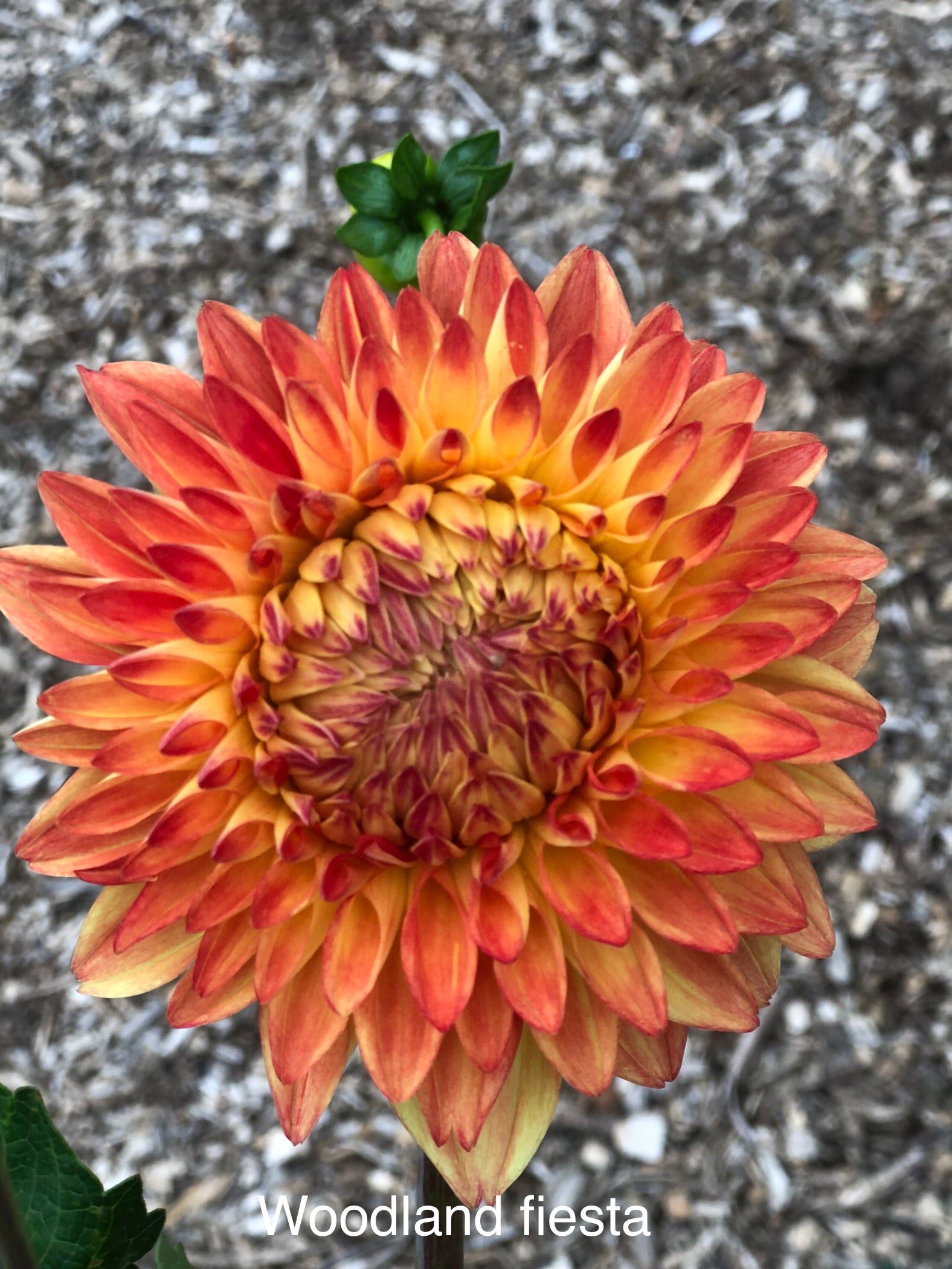 Woodland Fiesta – Dolly Joy