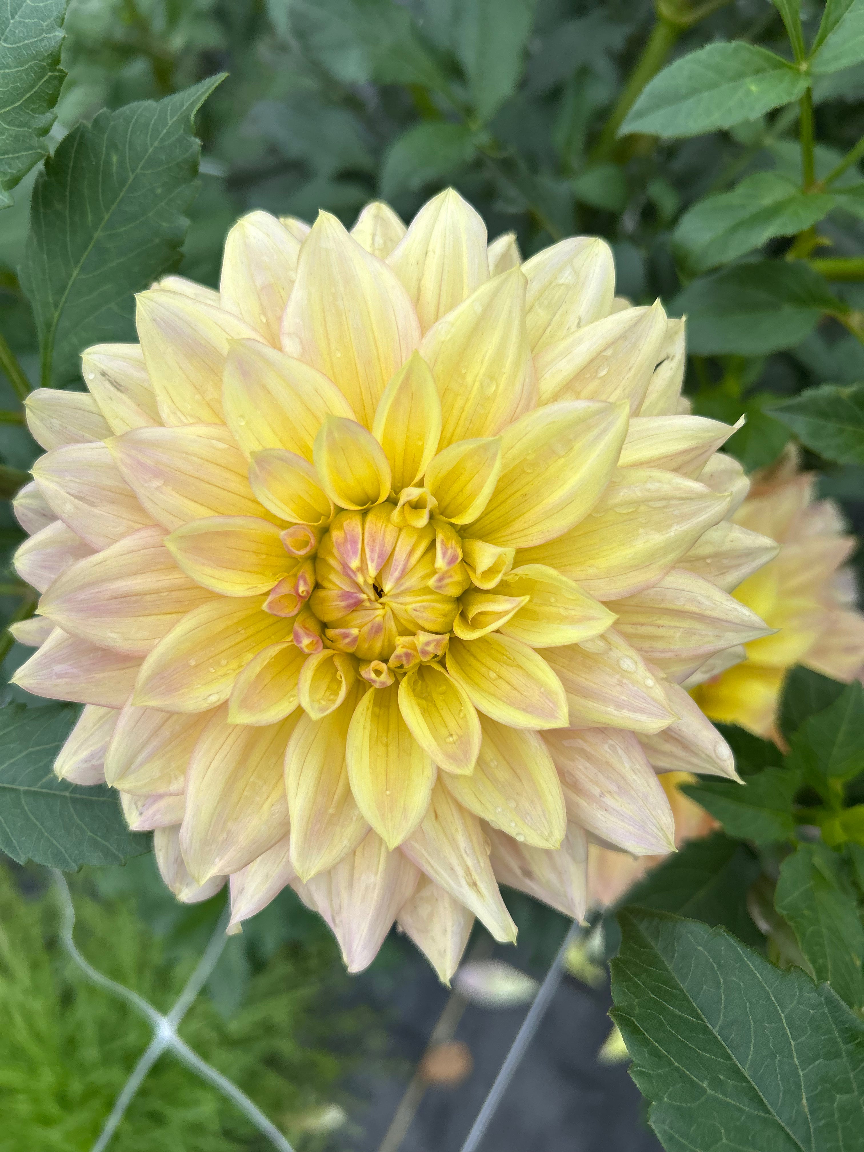 Wyn's New Pastel – Dolly Joy