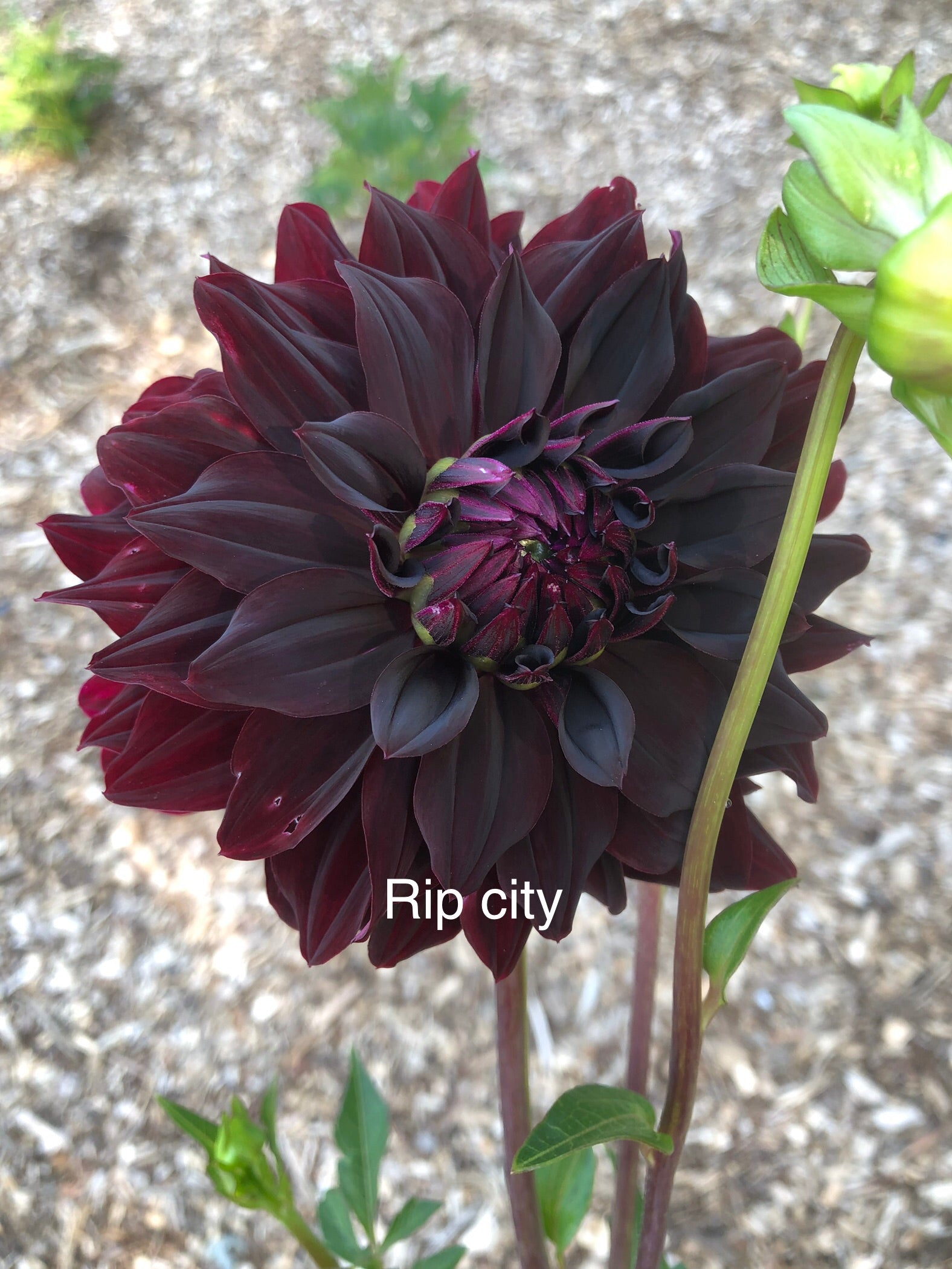 Rip City – Dolly Joy