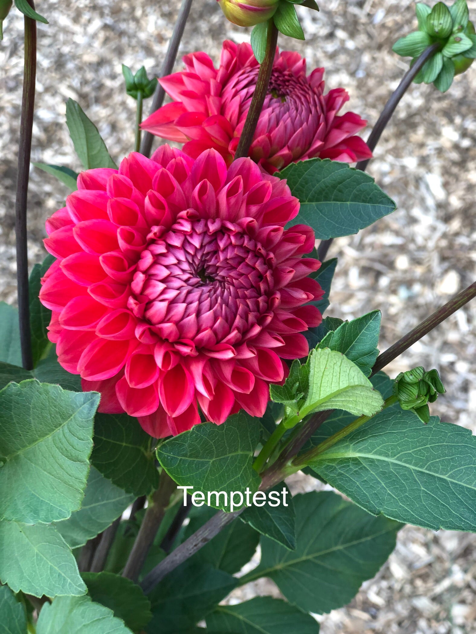 Tempest – Dolly Joy