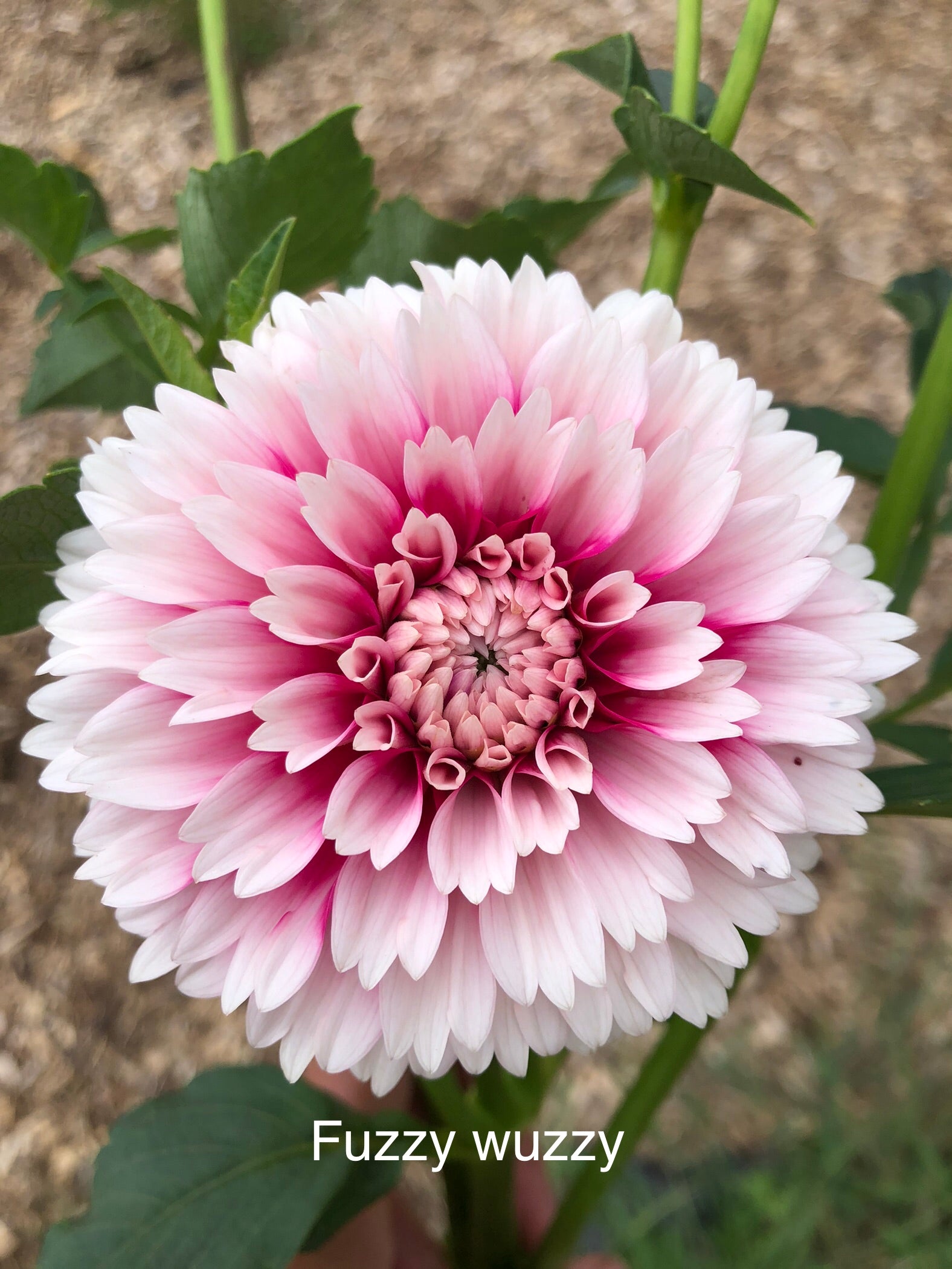 Fuzzy Wuzzy – Dolly Joy