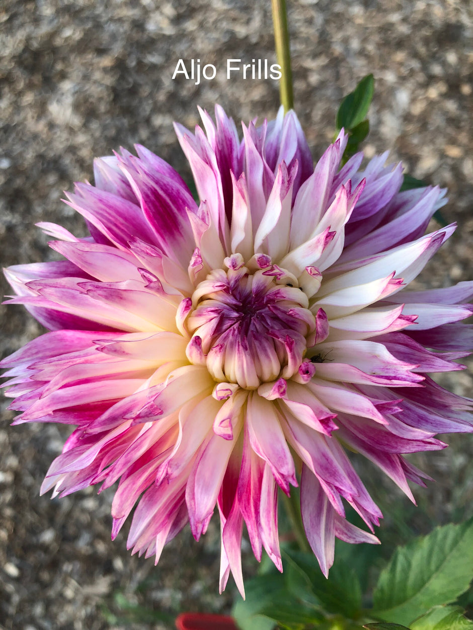 Products – Dolly Joy