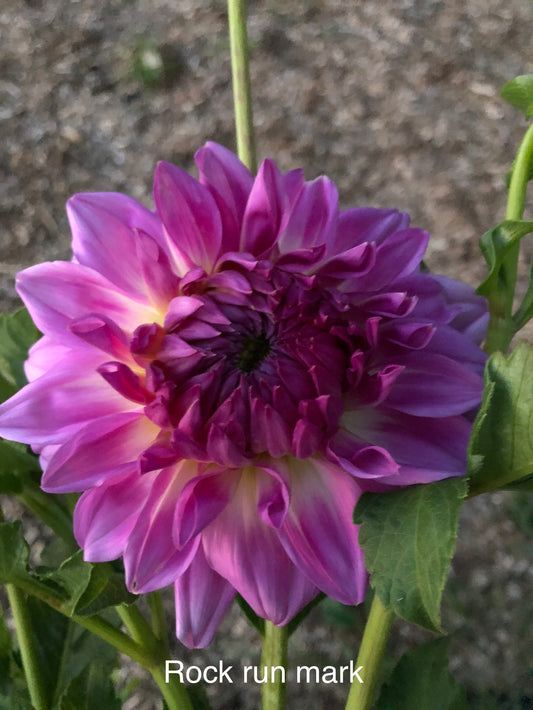 Products – Page 4 – Dolly Joy