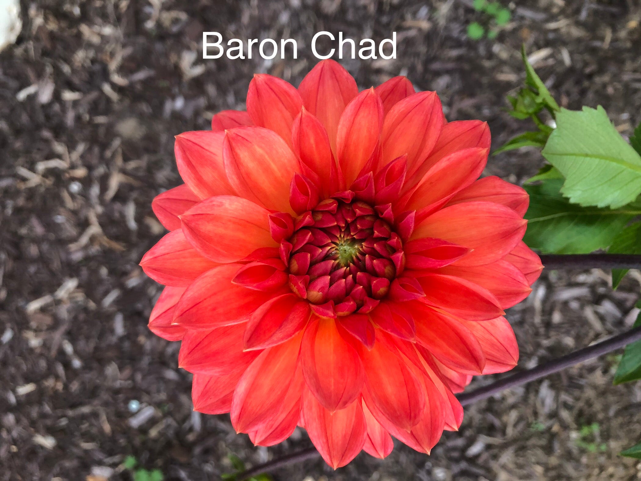 Baron Chad – Dolly Joy