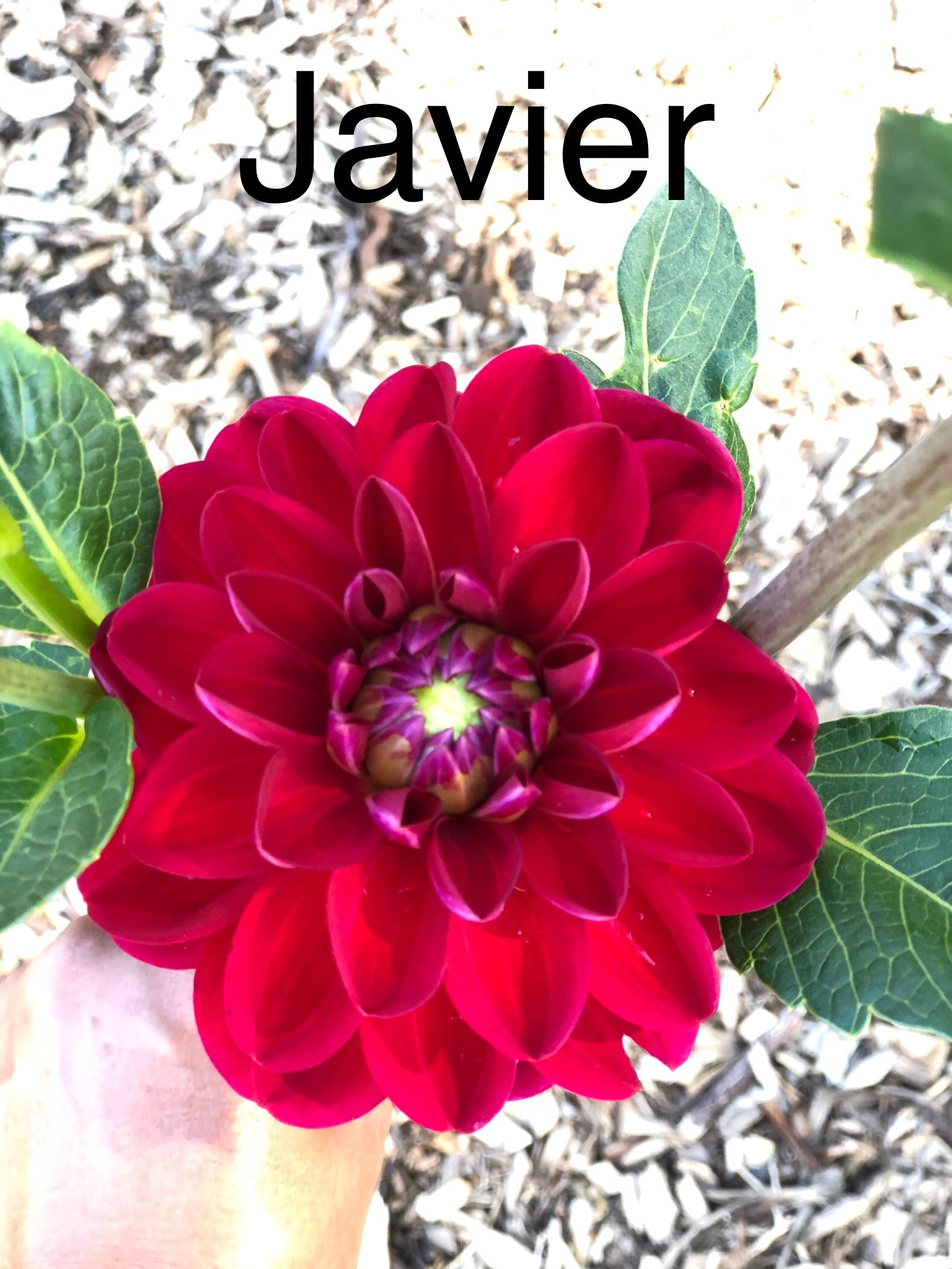 Javier G – Dolly Joy